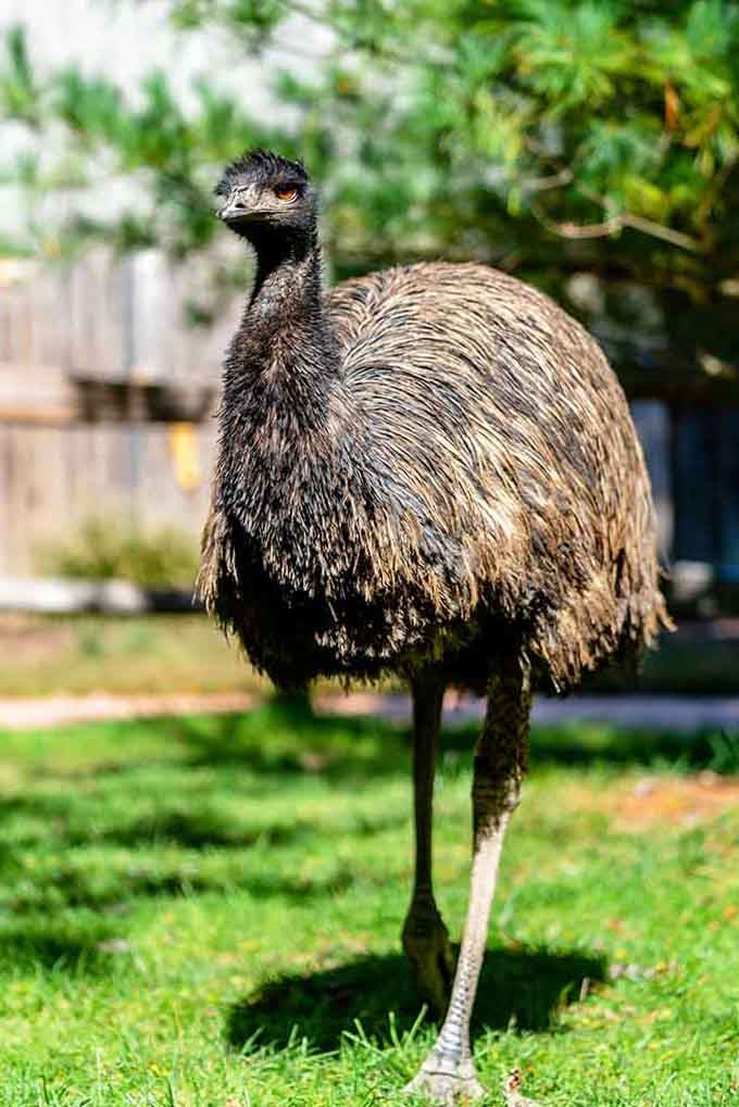 That emu's expression suggests it has opinions about your outfit choices and isn't afraid to judge.