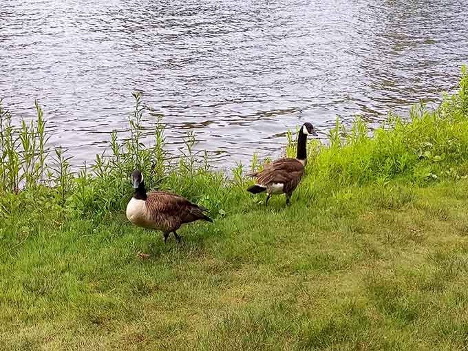 Even the Canada geese know a good lakeside lawn when they see one, and they're not leaving anytime soon.