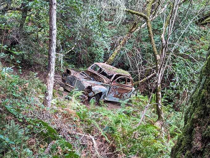 This vintage ride took "parking in nature" a bit too literally and decided to stay forever.