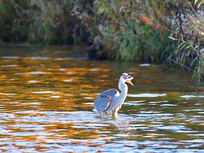 This great blue heron fishing in golden water is basically living its best life, no Instagram required.
