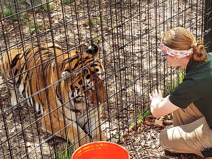 Getting up close with a tiger during feeding time showcases the dedication and expertise of the zoo's passionate staff.