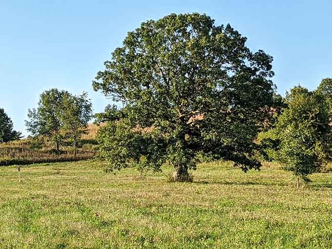 This majestic oak stands alone like the last person at a party who's actually having a good time.