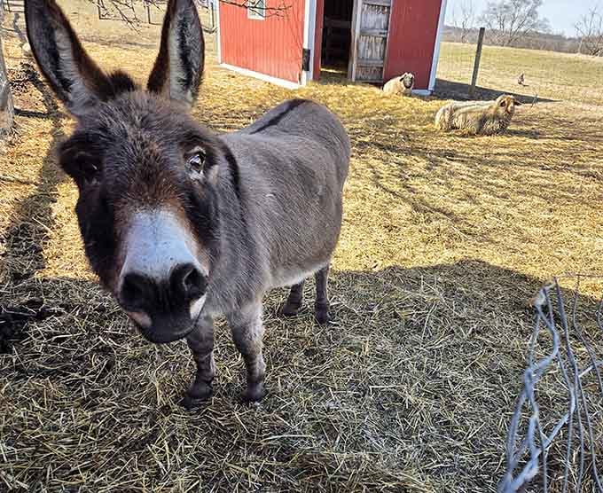 Meet the farm's friendliest resident, who clearly knows he's the star of every visitor's camera roll.