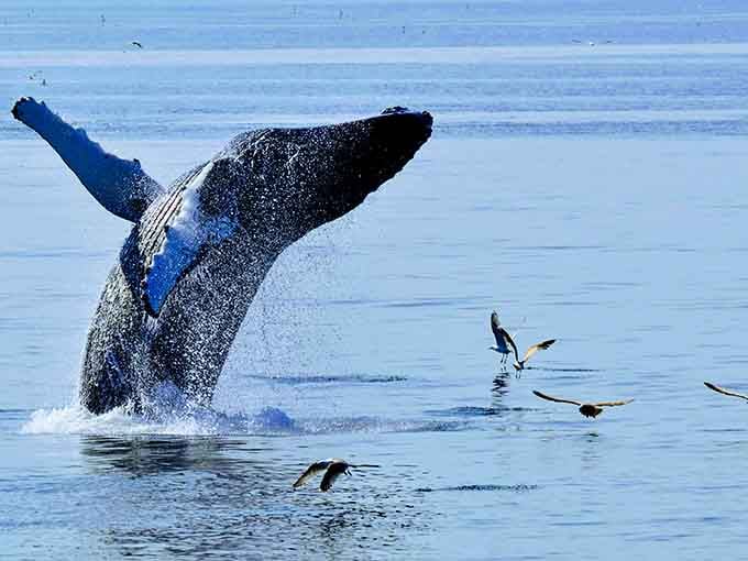 Humpback whales breaching like they're auditioning for the world's most spectacular nature documentary.