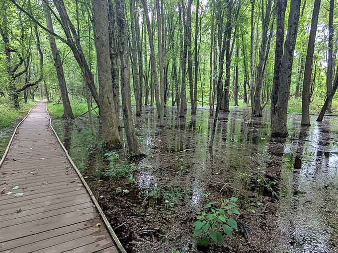 Boardwalks through wetlands let you explore without getting your sneakers soaked, which everyone appreciates greatly.