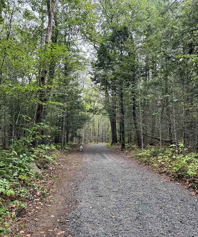 The wide gravel trail welcomes everyone from serious hikers to folks who just want a pleasant woodland stroll.