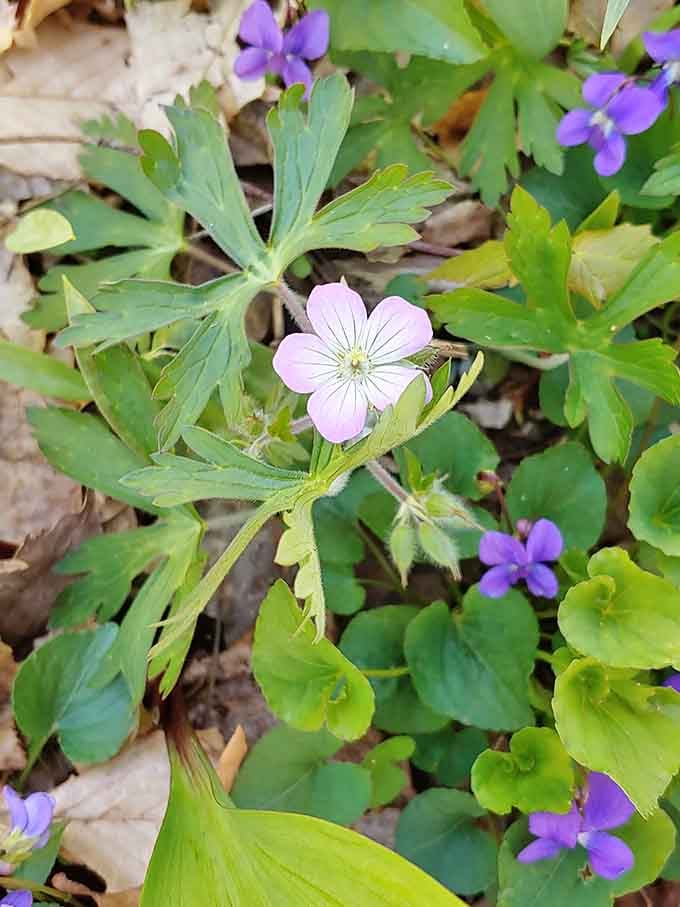 Delicate wildflowers peek through the forest floor, proving that the best things often come in the smallest packages.