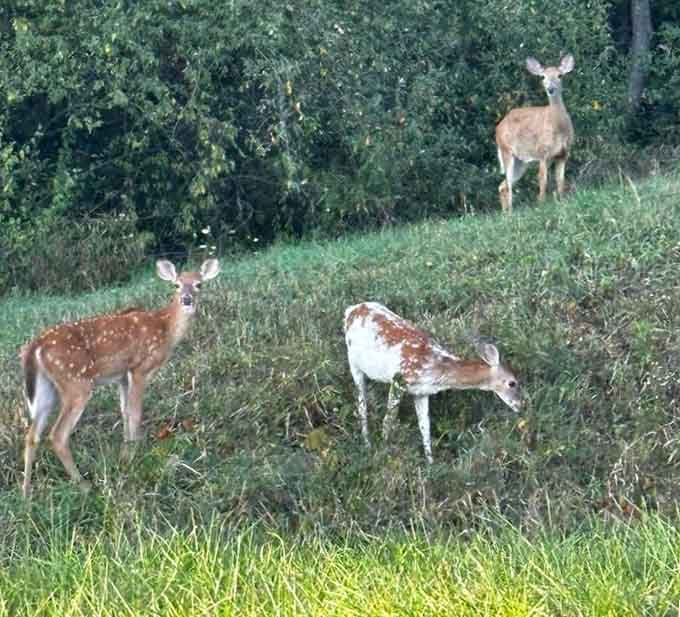 The local residents posing for their close-up, completely unbothered by your presence or your camera clicking.