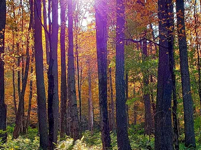 These trees have been here longer than anyone's been arguing about politics, offering perspective and shade in equal measure.
