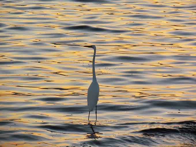 This elegant egret strikes a pose worthy of a Vogue cover, silhouetted against golden water like a feathered supermodel.