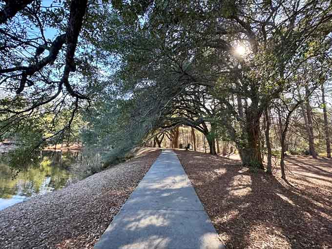 Sunlight filtering through the canopy onto the paved trail creates shadows that dance better than most wedding guests.