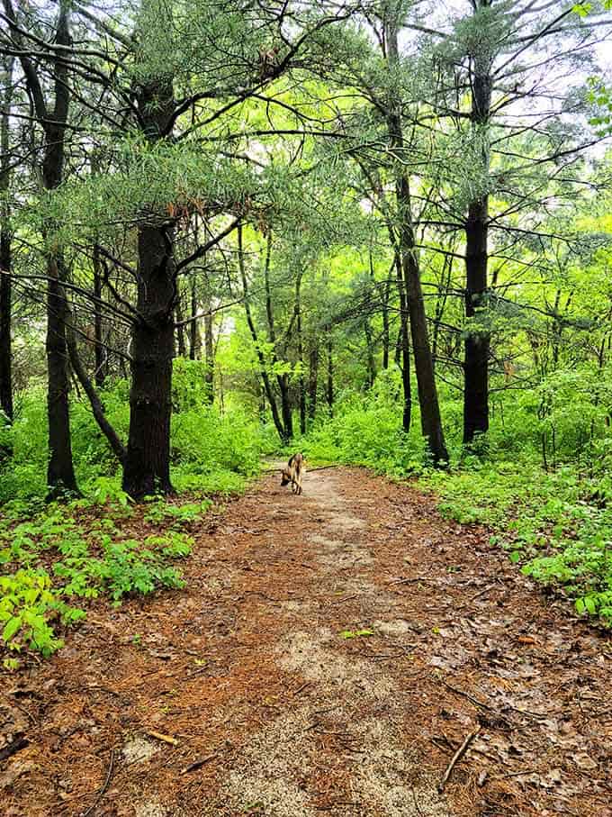 Forest trails bathed in emerald light invite you to channel your inner Thoreau, minus the philosophical angst.