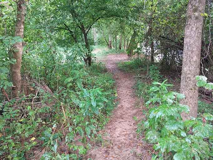 The trail to Scull Shoals winds through forest that's slowly erasing human history, one vine and root at a time.