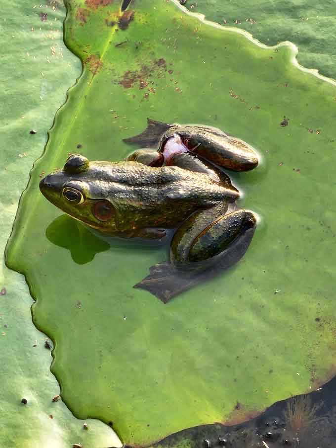 This little frog perched on a lily pad is living its best life, unbothered by deadlines or traffic jams.