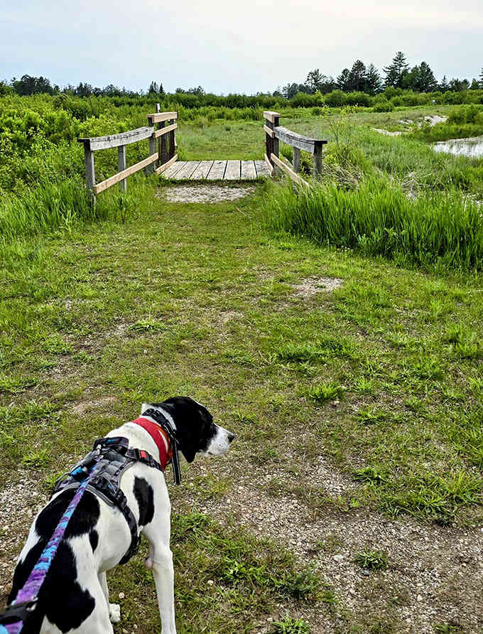 Even your four-legged friend gets front-row seats to this wetland spectacular, tail wagging optional but highly likely.