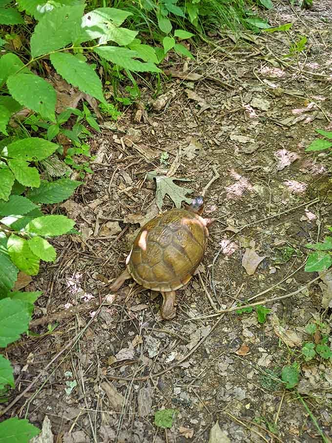 Local wildlife crossing your path, completely unbothered by your hiking ambitions and schedule.