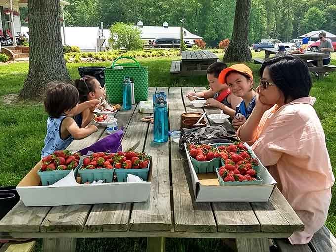 Flats overflowing with ruby-red treasures cover the picnic table as families celebrate their successful morning's work together.