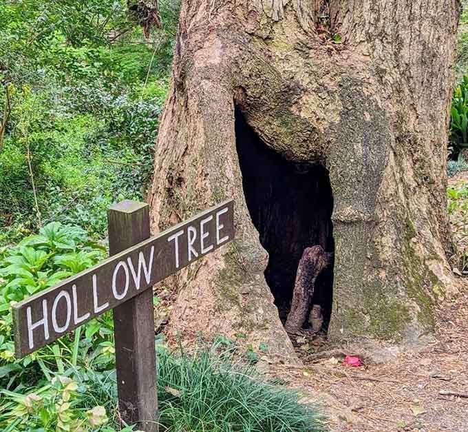 The hollow tree is basically nature's own sculpture, no artist signature required for this masterpiece.