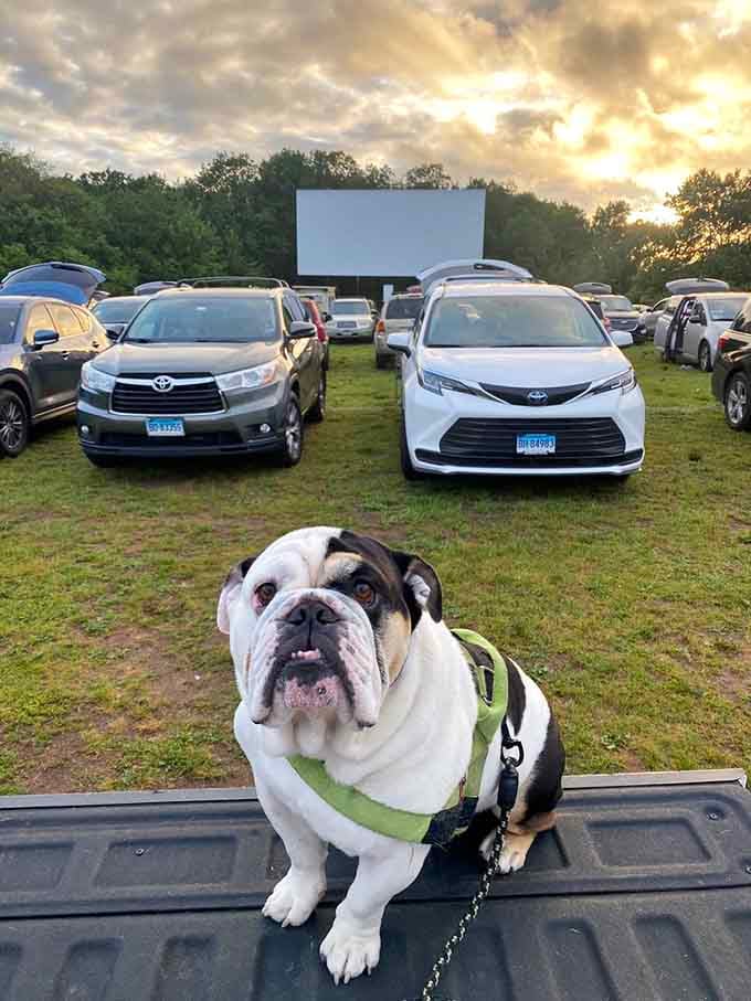 Even the four-legged family members get premium seating at this outdoor cinema, because everyone deserves a night out.