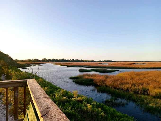 Golden marshlands stretching toward the horizon like a painting that keeps changing with the light.