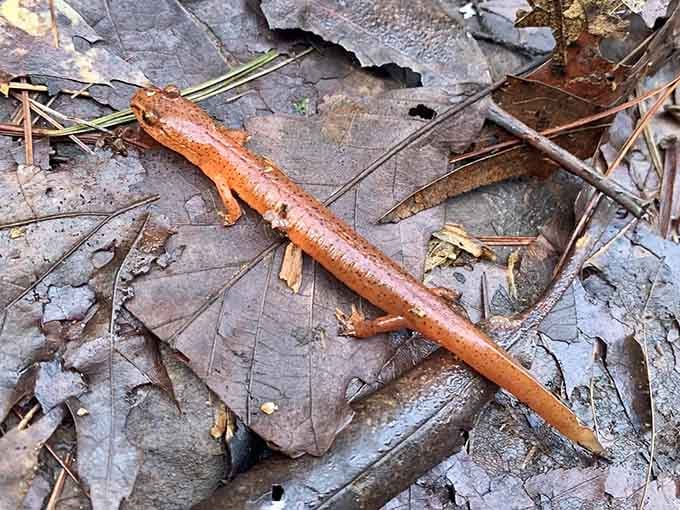 Keep your eyes peeled for salamanders&mdash;these little guys are the trail's unofficial welcoming committee.
