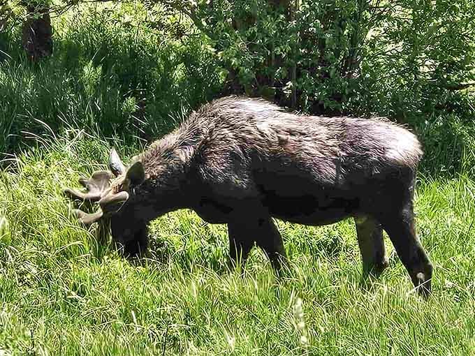 A moose casually grazing at State Forest State Park, completely unbothered by your presence or your camera clicks.