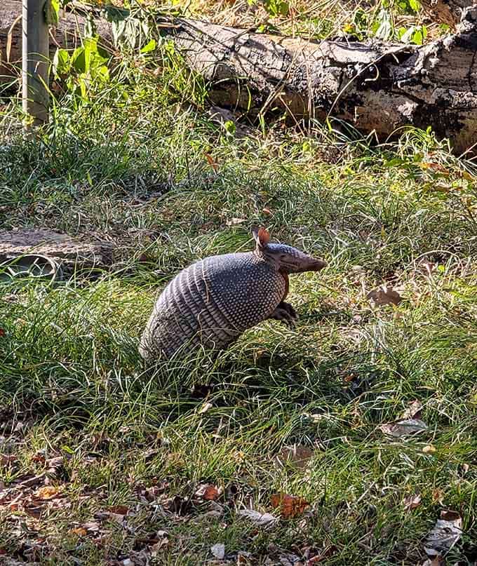 Armadillos shuffle through like tiny armored tanks, going about their business with admirable focus and zero concern for onlookers.