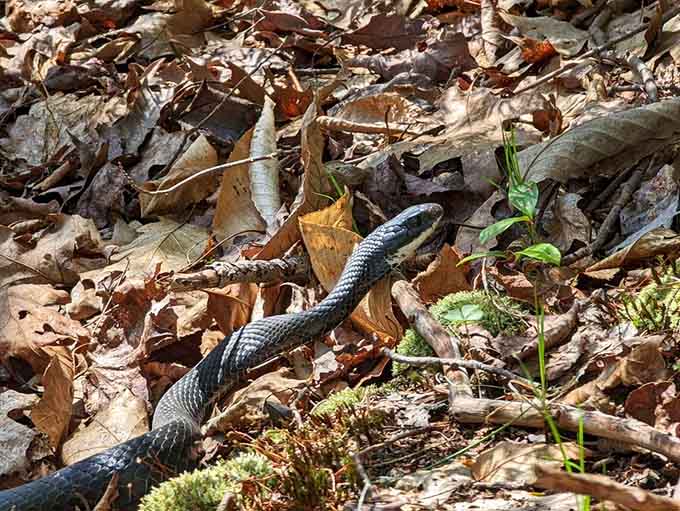Nature's reminder that you're visiting their home, so watch your step and maybe sing a little tune while hiking.