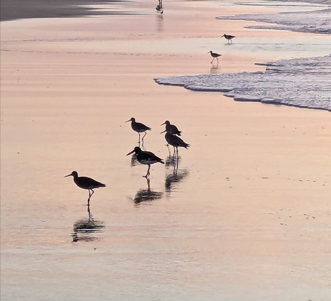These shorebirds have better beach access than most of us, and they didn't even need reservations.