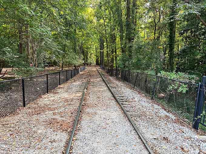 When the tracks disappear into the forest, you know you're heading somewhere worth going.