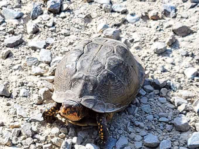 Trail companions come in all shapes and sizes, including this slow-moving fellow who's clearly not in any hurry.