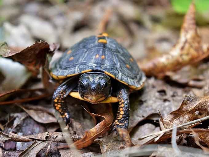 Even the local box turtles know they're living in one of Virginia's most beautiful neighborhoods.