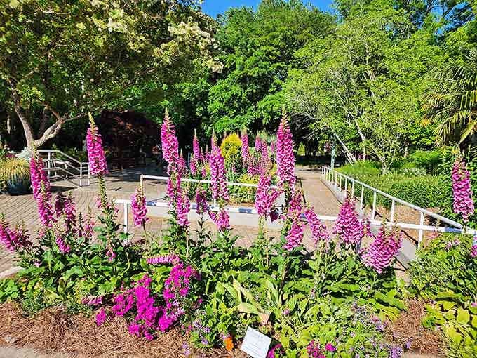 Foxgloves reaching skyward in brilliant pink towers, because sometimes flowers need to make a dramatic vertical statement too.