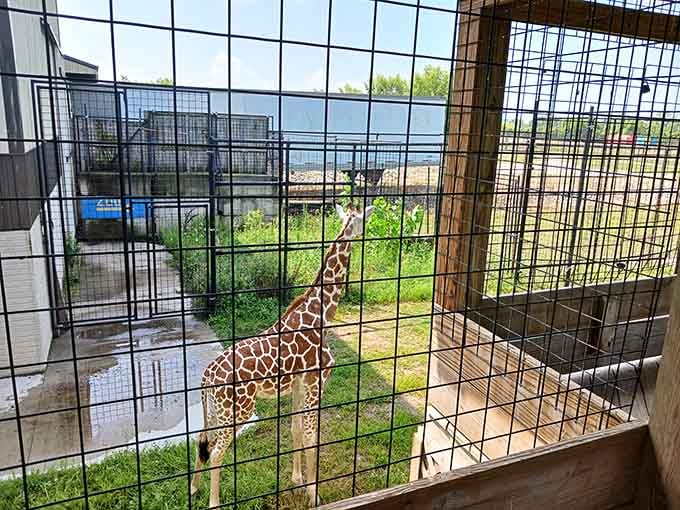Safari animals peek from their enclosures, adding an unexpected wildlife element to your aquatic adventure day out.