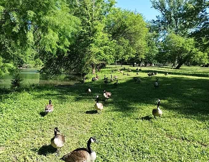 The local geese have claimed this grassy paradise as their own personal country club resort.