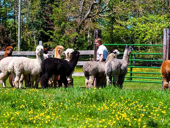 Those alpacas are living their best life in Thompson, and honestly, shouldn't you be too?