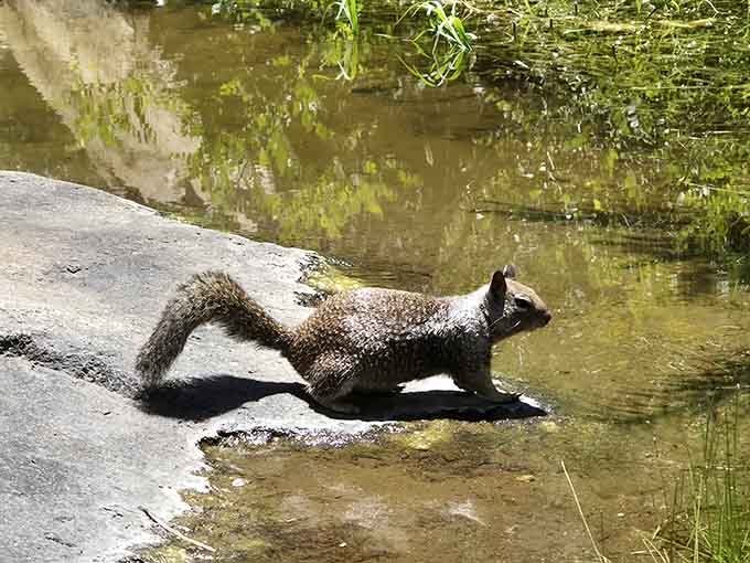 Local wildlife enjoying the pools too, proving that squirrels have better vacation spots than most people you know.