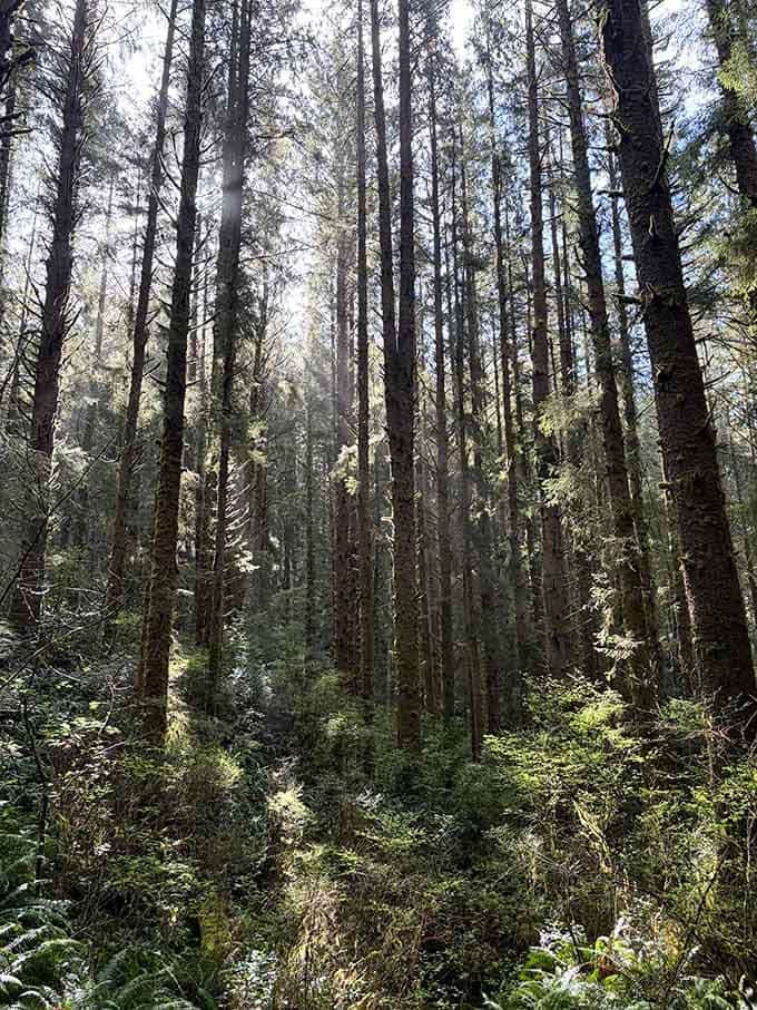 Standing among trees this tall makes you feel wonderfully small, like a kid again in the best possible way.