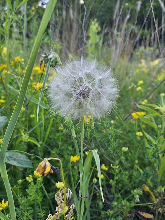 A dandelion gone to seed, ready to grant wishes or just mess up someone's freshly mowed lawn magnificently.