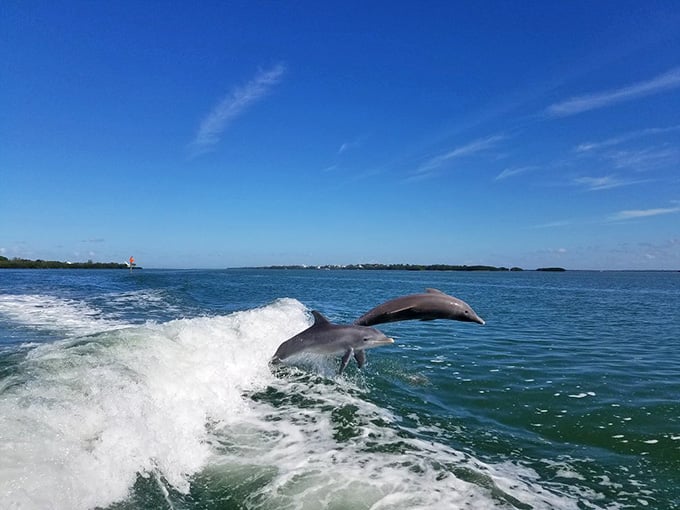 Dolphins riding the boat wake are basically the island's welcoming committee, and they never miss a performance for visitors.