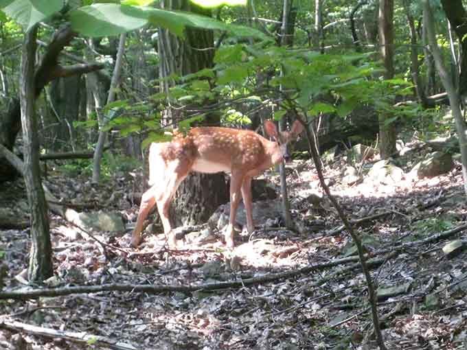 White-tailed deer wander the trails like they own the place, because honestly, they kind of do around here.