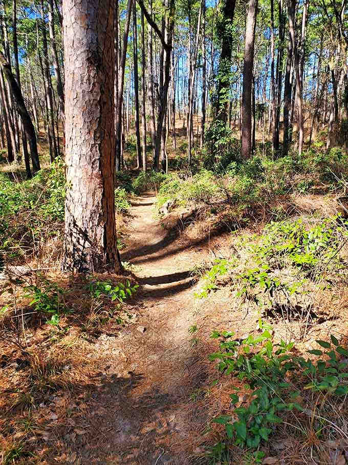 The trail meanders through pines like it's got all day, because honestly, what's the rush out here anyway?