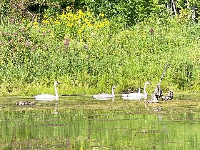 Swans gliding across the water with the grace of ballet dancers who actually know what they're doing.