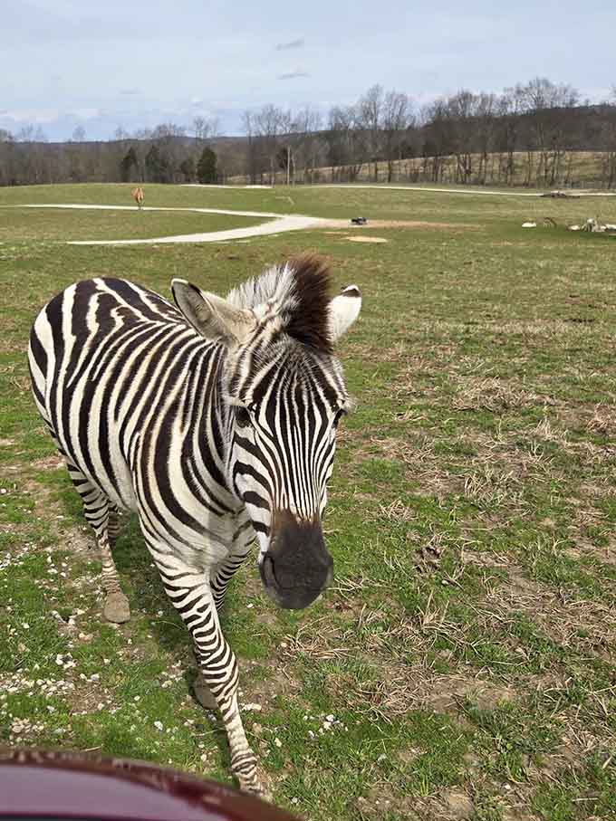 A zebra approaches with curiosity, bringing African savanna vibes to the heart of southern Indiana's countryside.