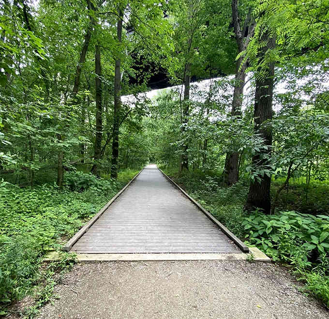 Even the boardwalk sections blend seamlessly into the forest, proving accessibility doesn't mean sacrificing natural beauty.