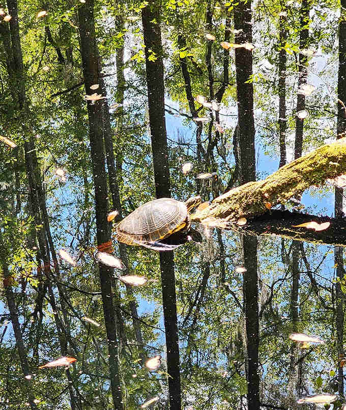 Turtles sunbathe on logs like tiny retirees in Florida, living their best life without a care in the world.
