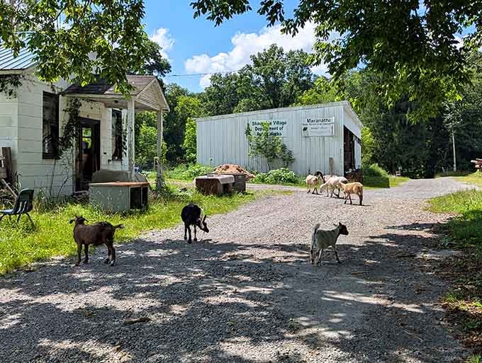 Even the local goats have taken over, turning this ghost town into their personal playground and buffet.