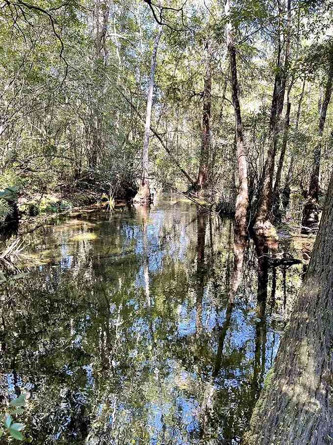 Mirror-like reflections turn this quiet creek into nature's own kaleidoscope, doubling the forest's beauty.