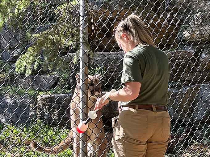 Dedicated staff members ensure every animal receives expert care and attention throughout the year.