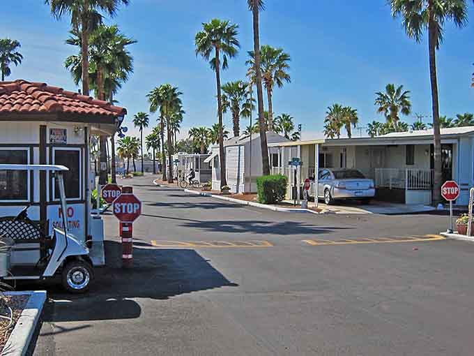 Apache Junction's palm-lined streets lead straight toward adventure, with those legendary Superstition Mountains calling your name daily.